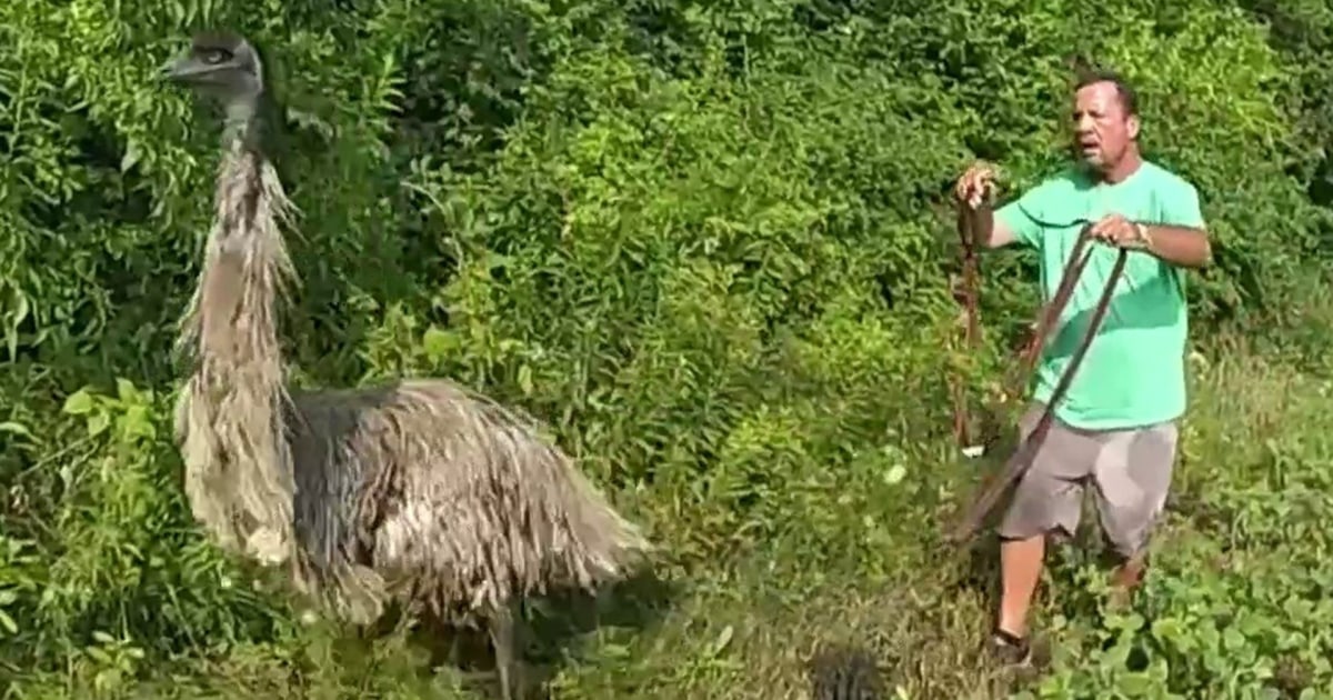 Emu named Big Bird captured after escaping pen in Ohio