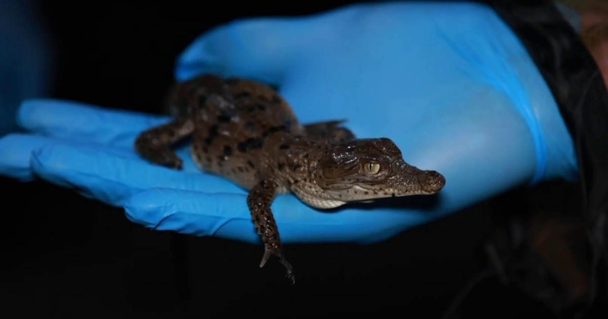 Inside the effort to save the American crocodile fighting extinction