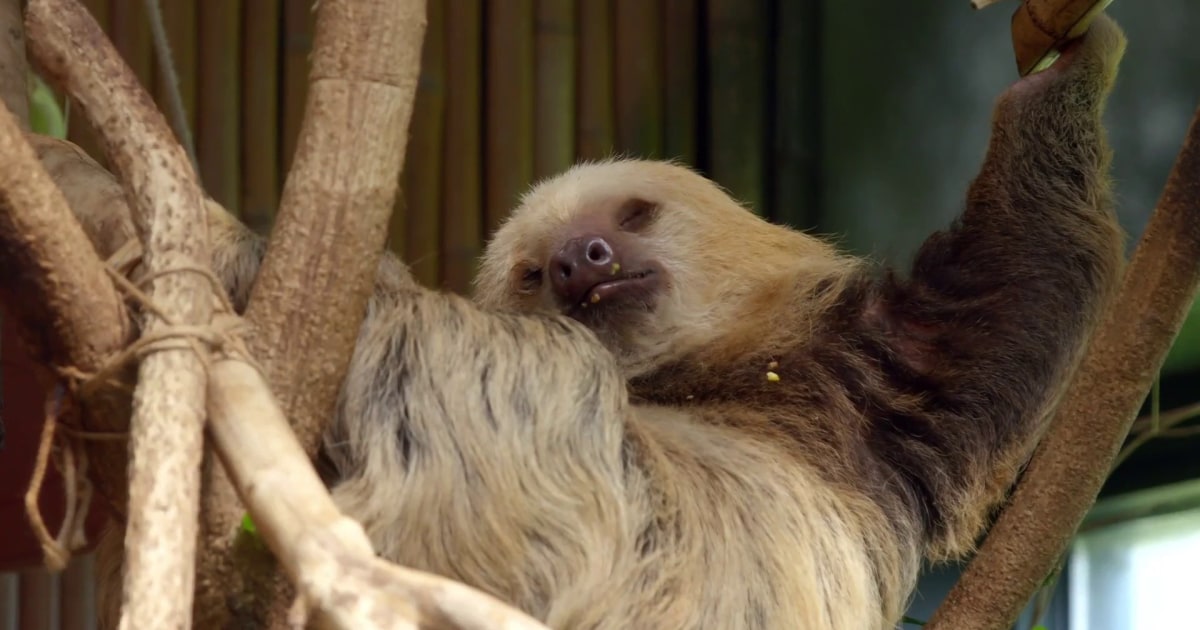 Lazy or just energy-efficient? Get to know everything about sloths