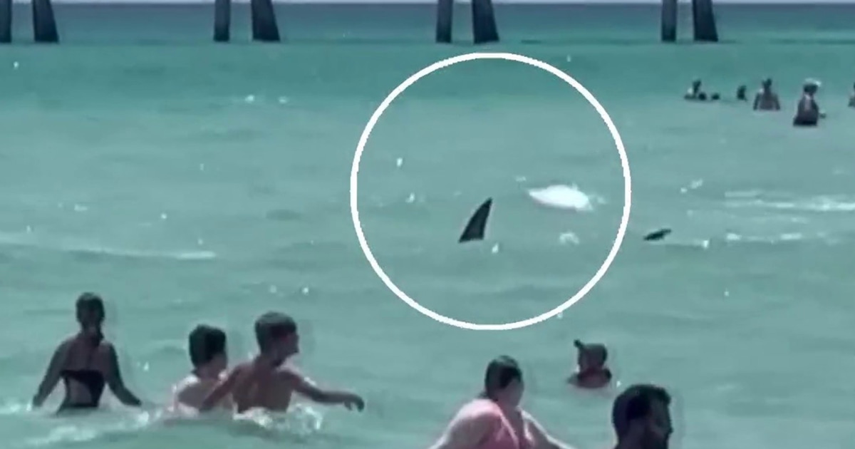 Officials add new lifeguard training in wake of shark attacks