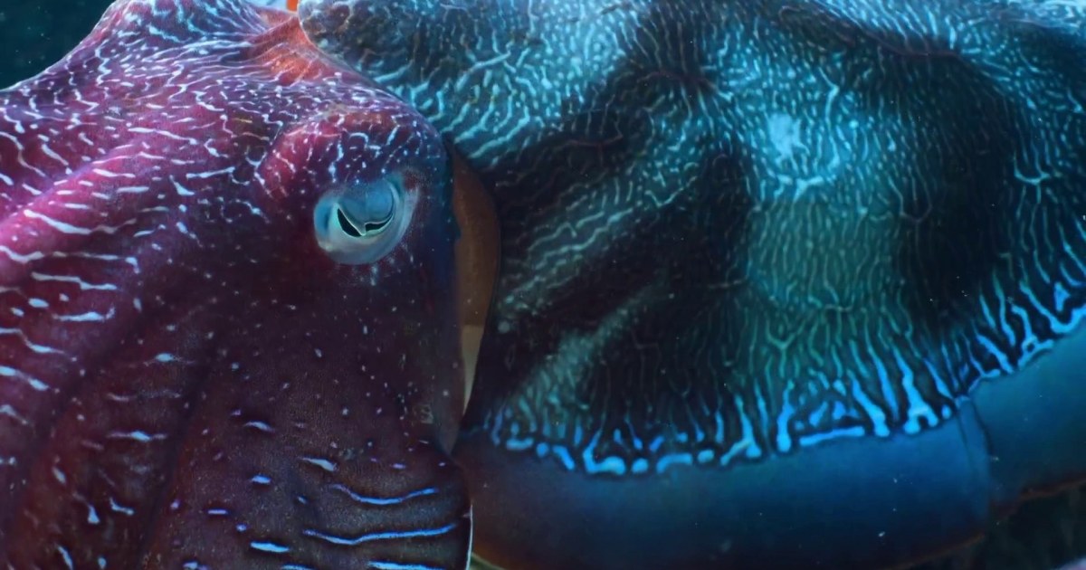 Morgan Freeman narrates ‘Life on Our Planet’: Get a first look!