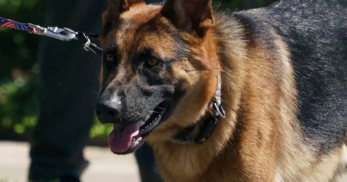 Biden’s dog Commander involved in another biting incident