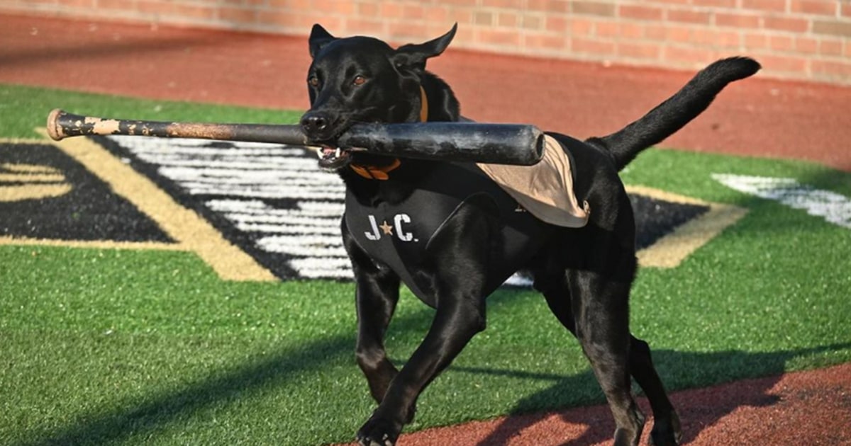 These dogs work human jobs – including city mayor!