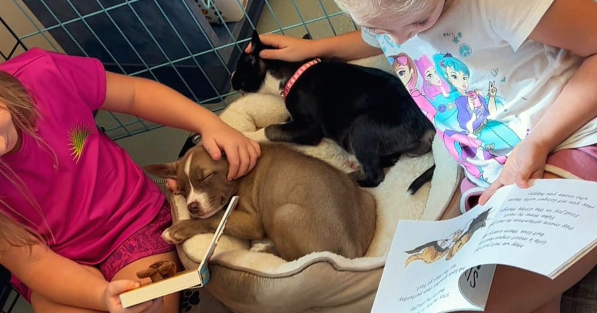 See inside the school where kids and puppies share a classroom