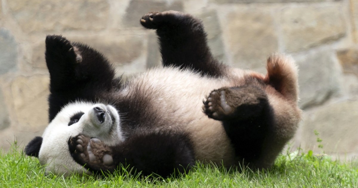National Zoo pandas prepare for long journey back to China