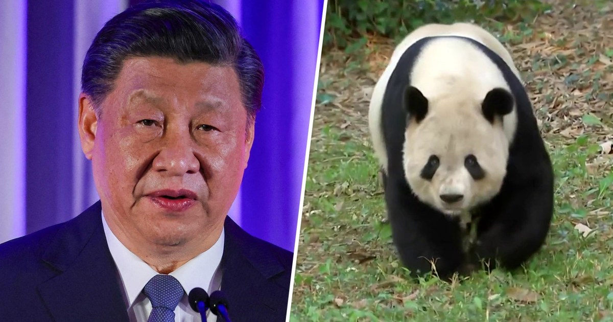 China may send more pandas to the US, Xi Jinping hints