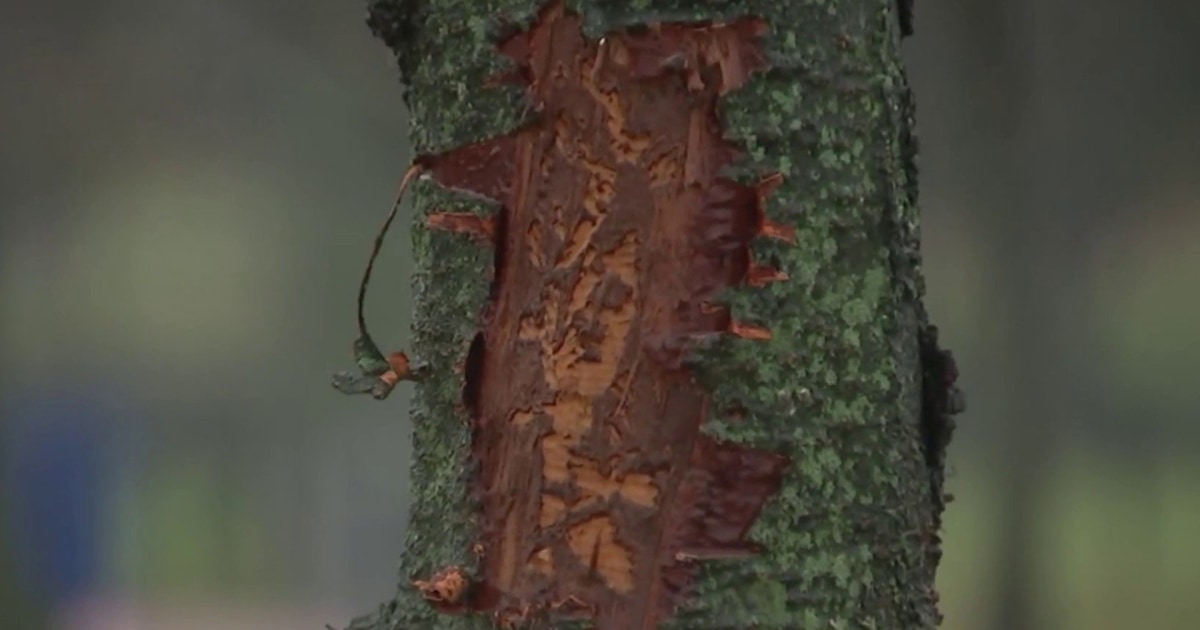 Beaver blamed for cherry tree damage near Jefferson Memorial