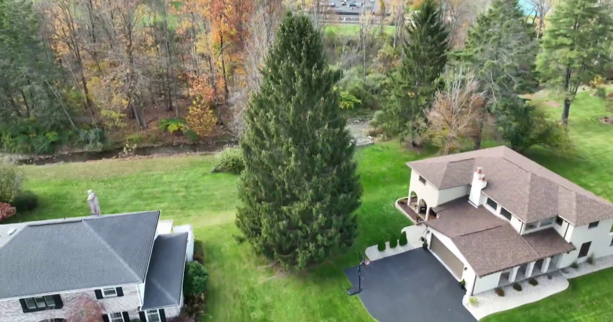 Get a first look at the 2023 Rockefeller Center Christmas tree