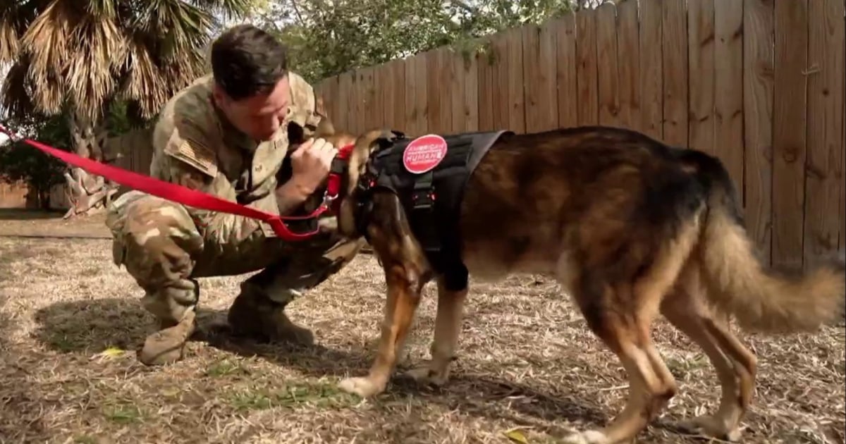 Military dog retires, gets reunited with beloved longtime partner