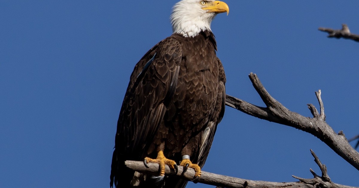 How the Endangered Species Act saved the bald eagle