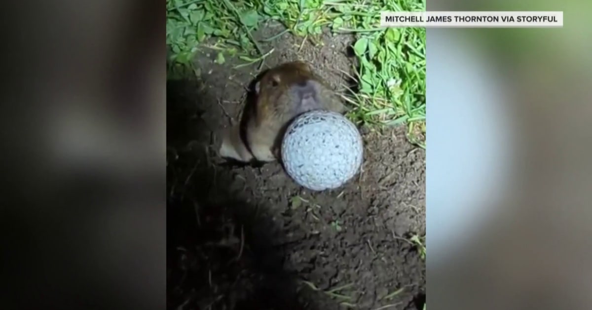 Watch: Gopher caught in real-life 'Caddyshack' moment
