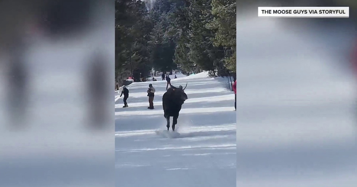 Watch: Large moose chases skiers down mountain in Wyoming