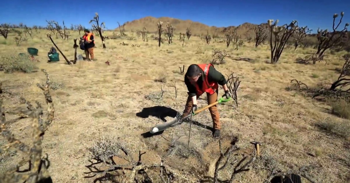 Volunteers enlist camels to save Joshua trees in Mojave desert