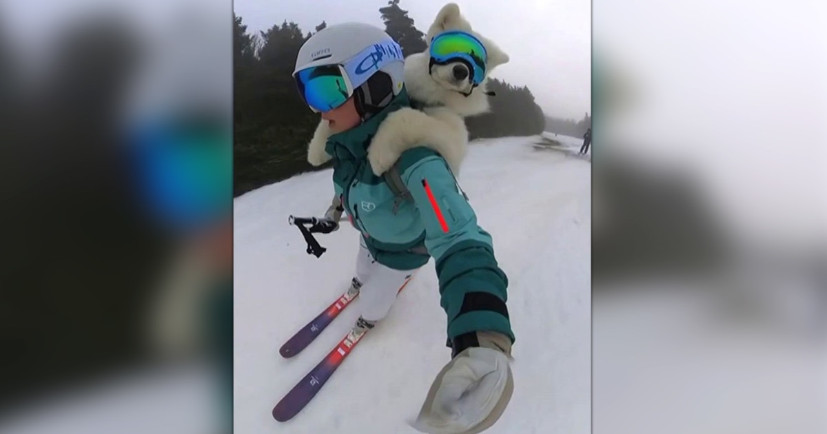Dog skis down slopes with owner