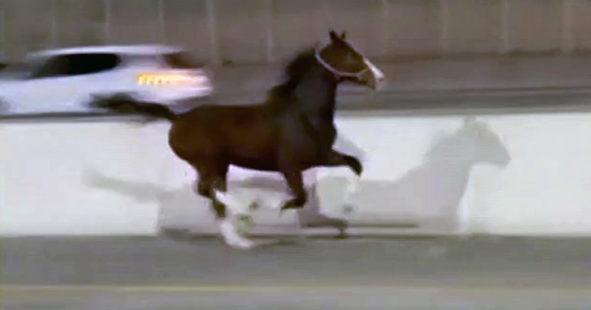 Horse runs down I-95 in Philadelphia amid morning commute