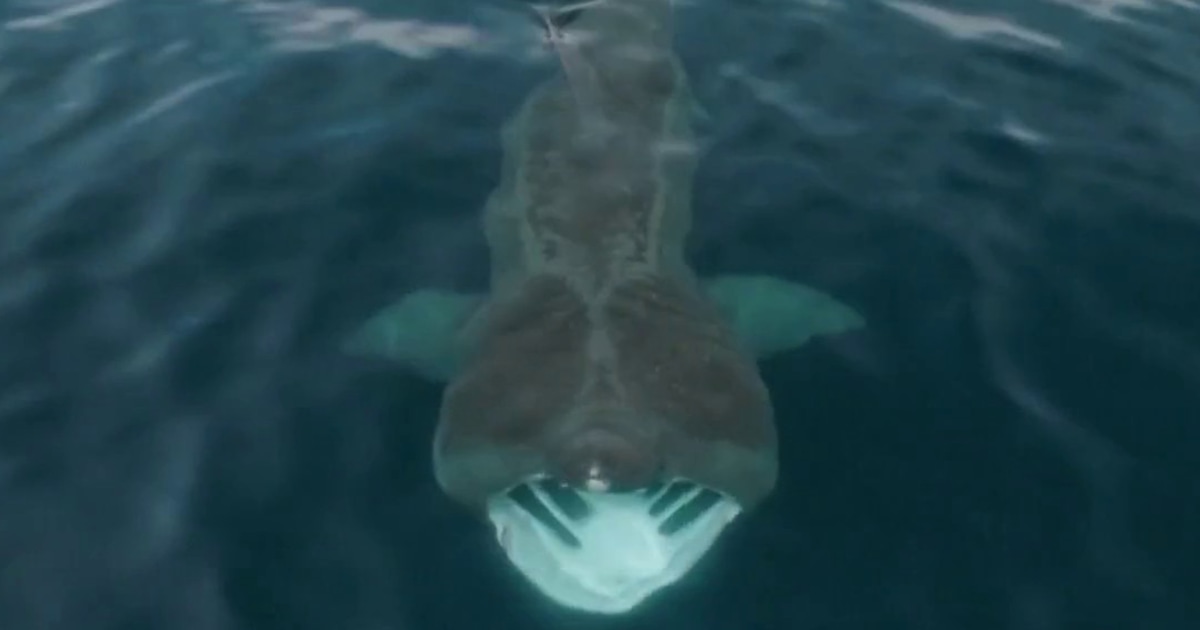 Rare sighting of basking sharks caught on camera