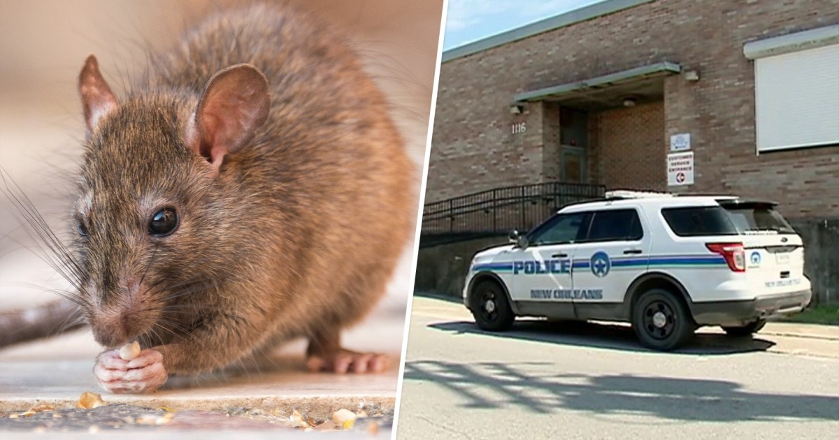 Rats are ‘all high’ on marijuana after raiding police evidence room