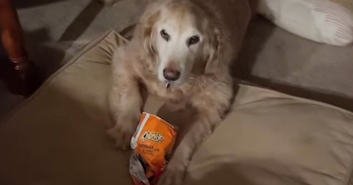 Golden retriever gets mad when owner tries taking away Cheetos