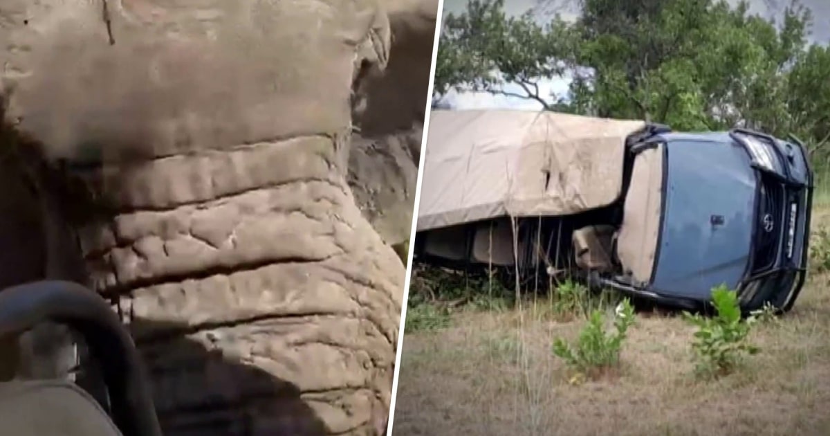 American tourist killed by charging elephant during African safari