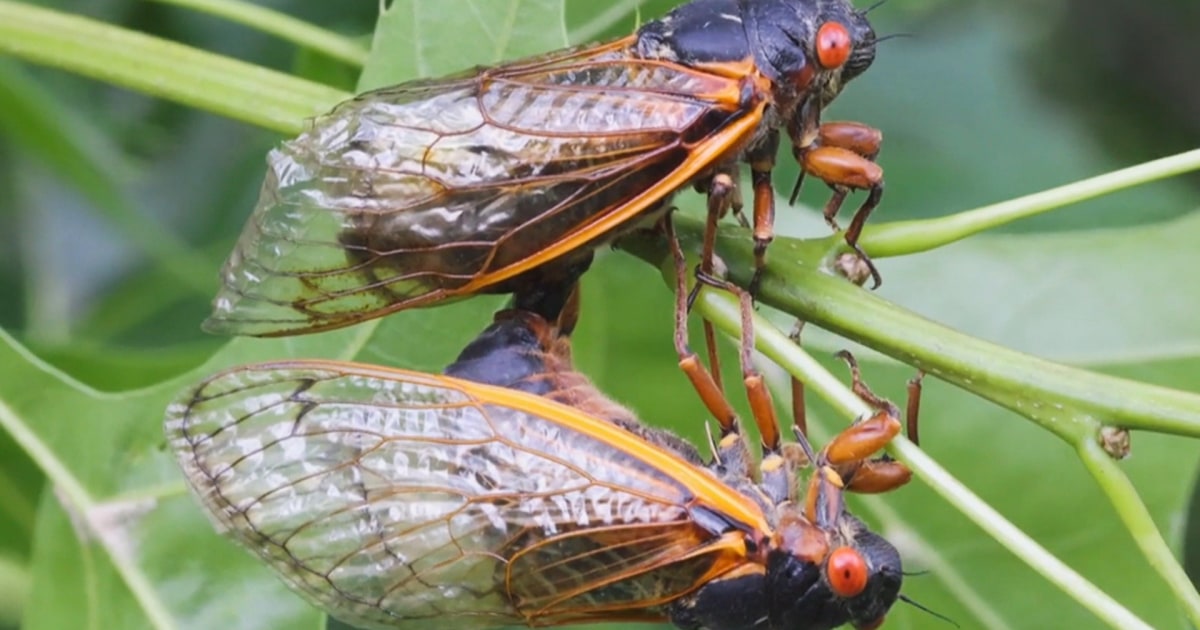 Two cicada broods set to emerge in US at the same time