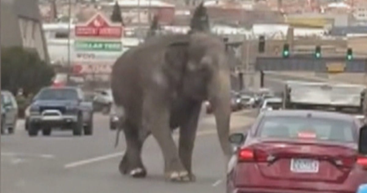 Escaped circus elephant runs loose through Montana streets