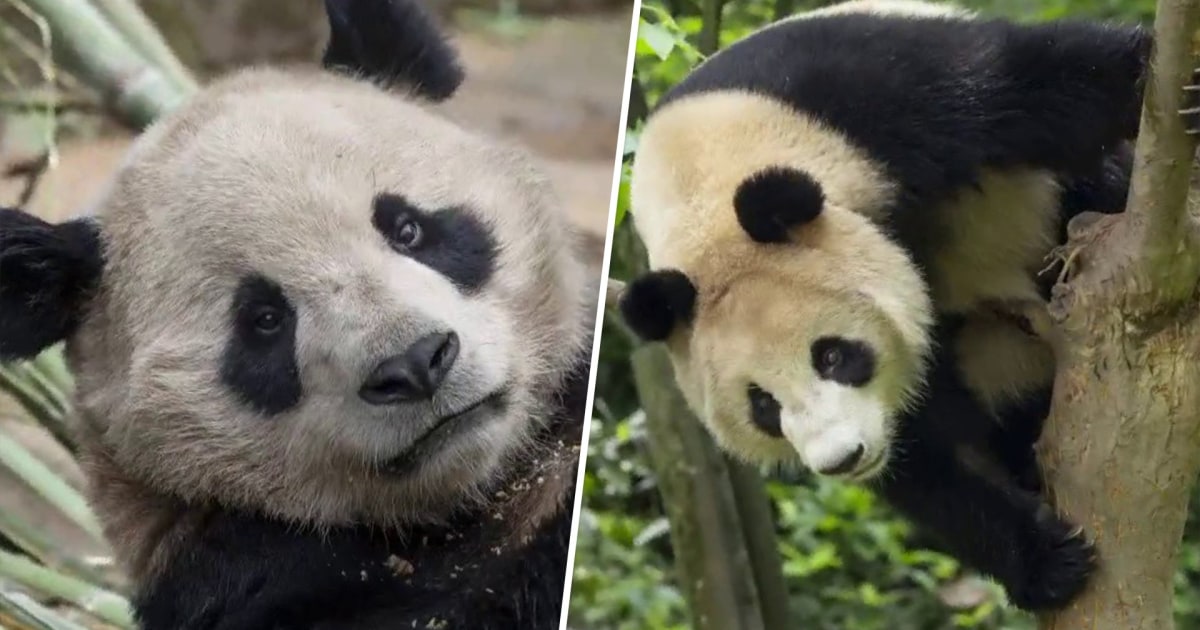 See two giant pandas arriving at San Diego Zoo this summer
