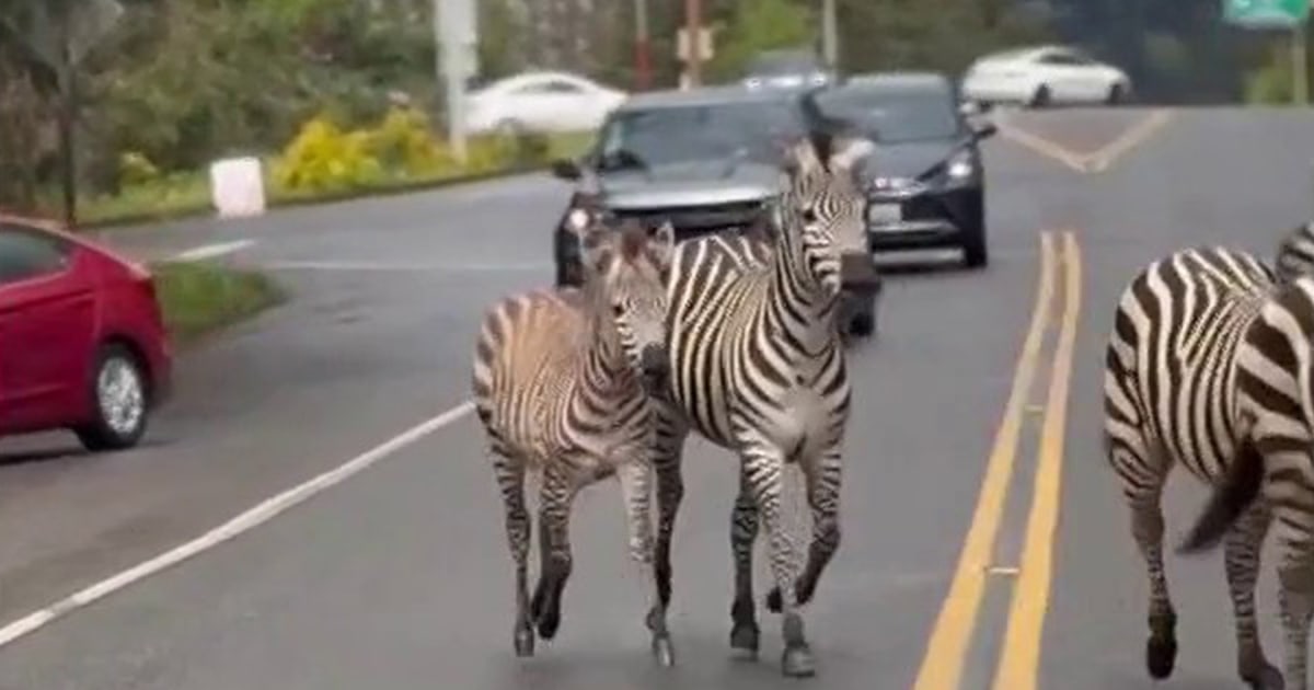 Search continues for zebra that escaped trailer near Seattle
