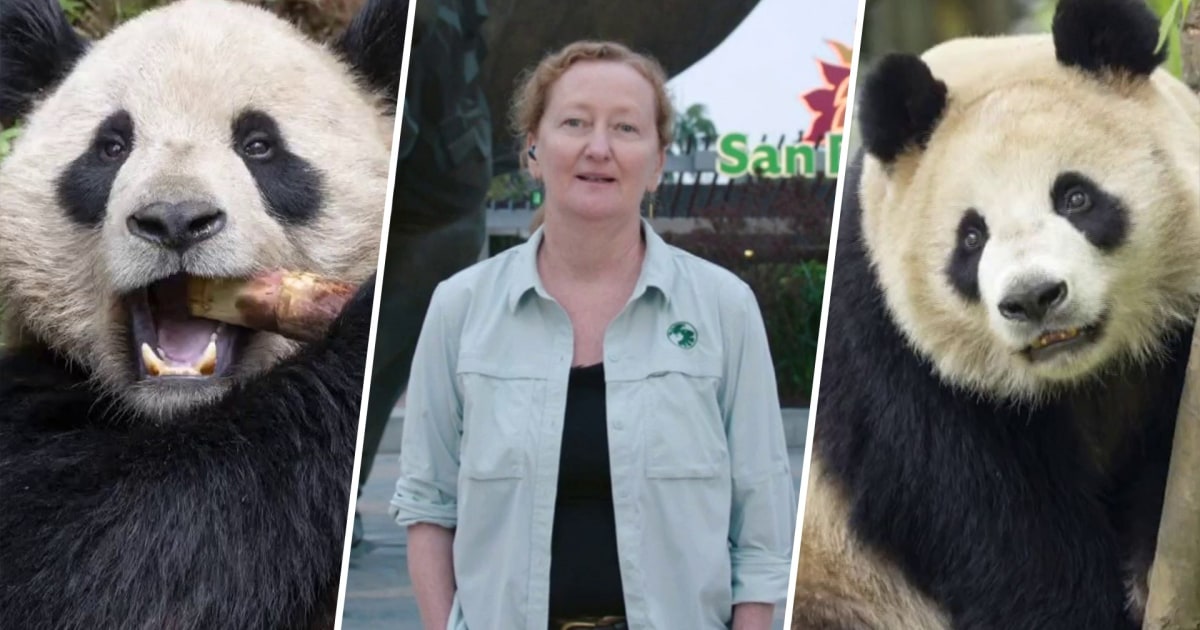 San Diego Zoo shares update on arrival of giant pandas from China