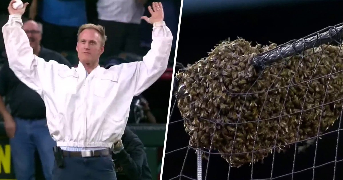 Swarm of bees delays Dodgers-Diamondbacks game for 2 hours