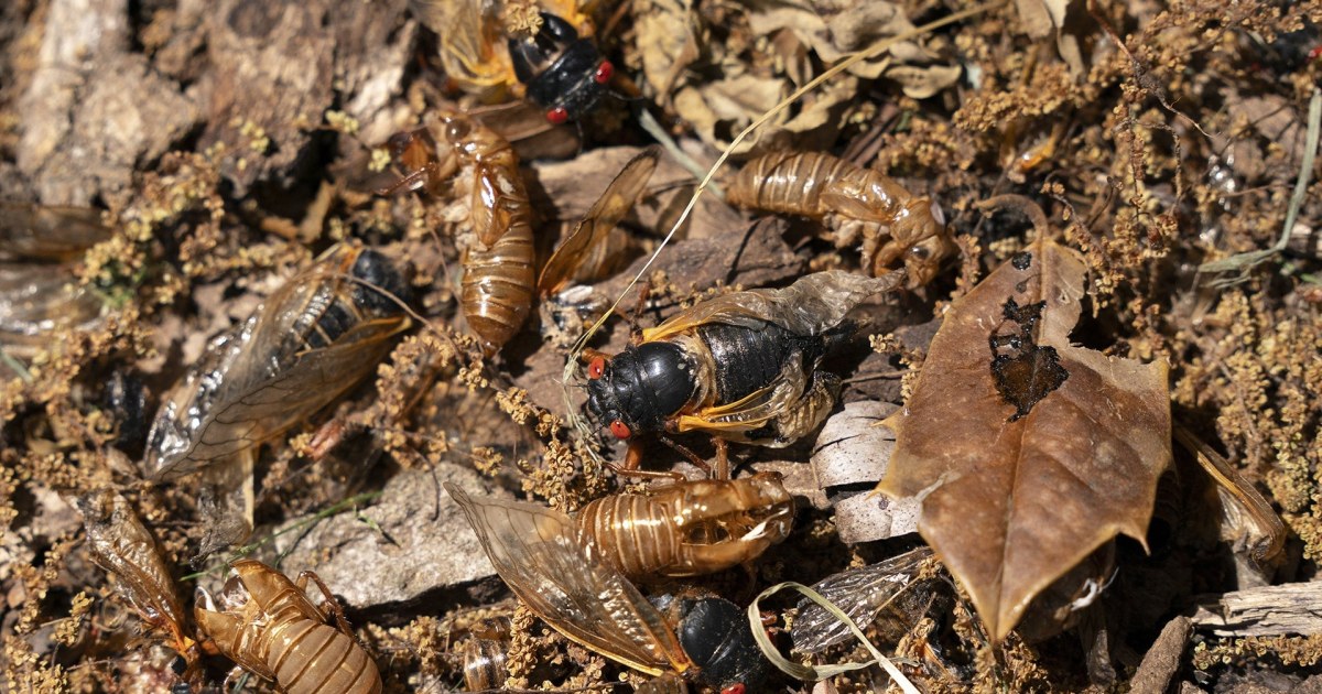 1 trillion cicadas set to invade Southeast, Midwest