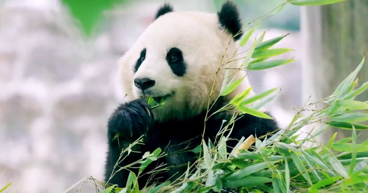 Giant pandas to return to Smithsonian National Zoo in DC