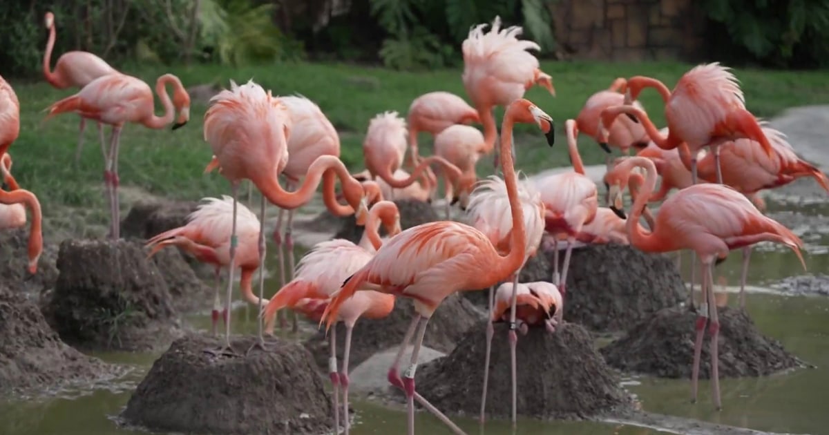 Wild flamingos spotted in back in Florida after Hurricane Idalia
