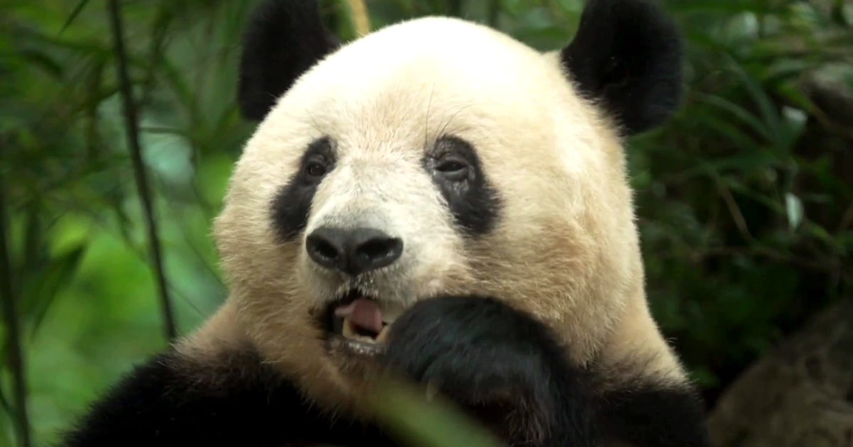 Inside China’s panda sanctuary where newborns are raised