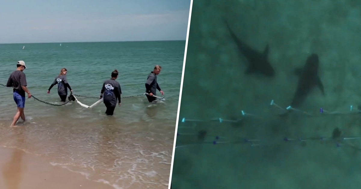 Inside the effort to modernize protections from sharks near beaches