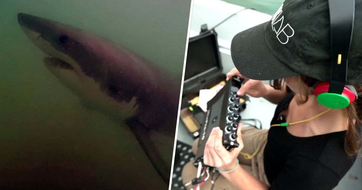 Why researchers in California are giving sharks hearing tests