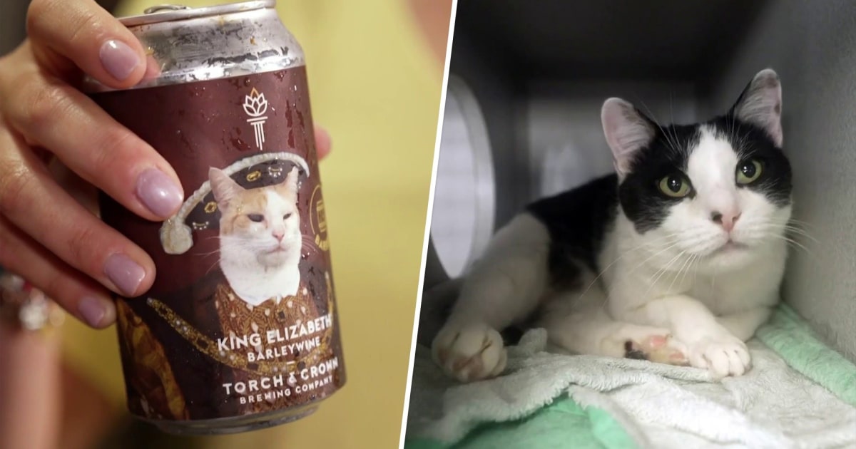 NYC shelter cats find new purrr-pose — and forever homes!