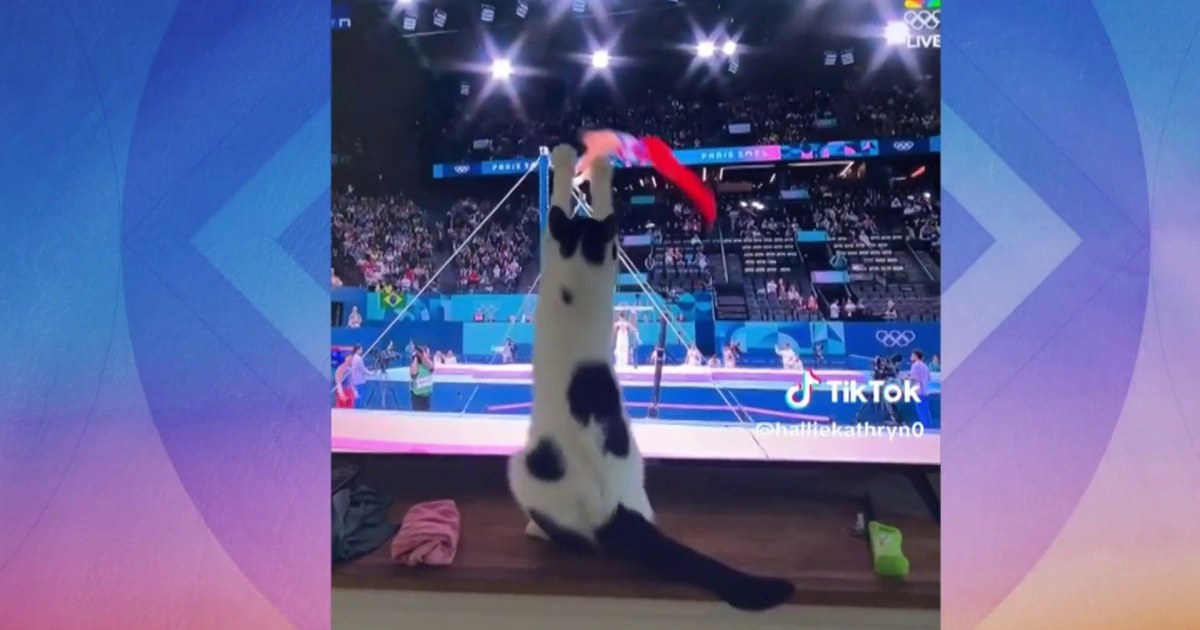 Cats become breakout stars as hilarious Olympic watchers