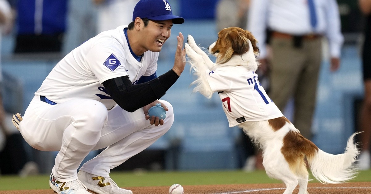 Watch: Shohei Ohtani's dog throws out first pitch at Dodgers game
