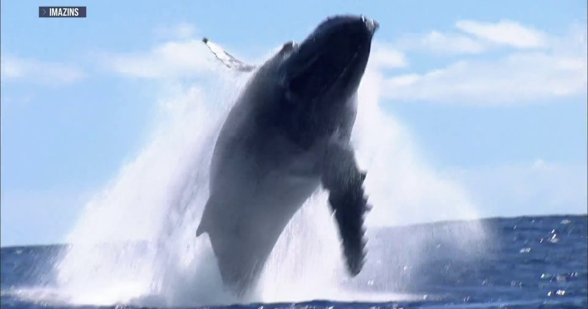 Scientists use AI to track once-endangered humpback whales