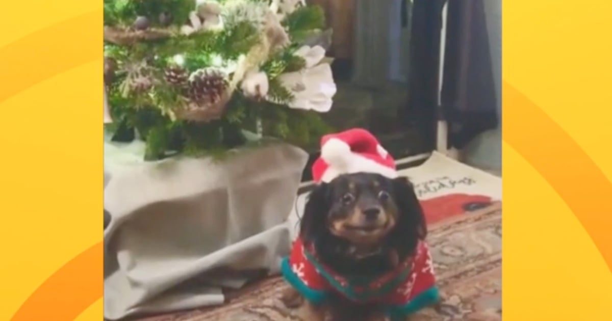 Dog goes all in for his Christmas holiday card with a sweet smile