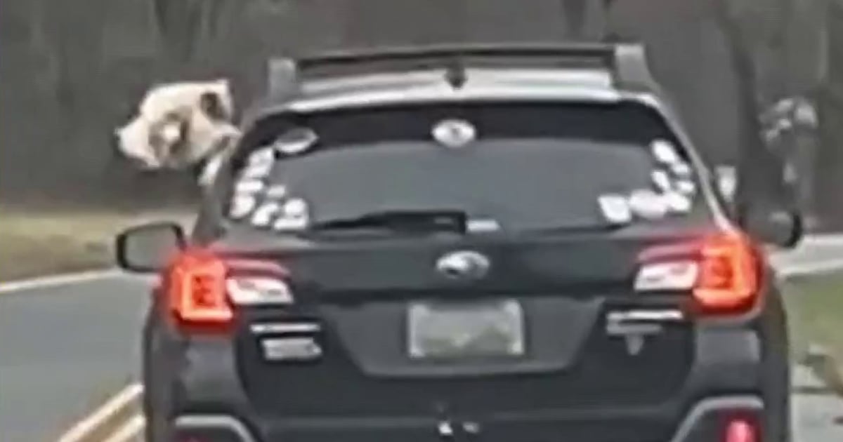 Watch: Dog hilariously gets the ‘zoomies’ during car ride