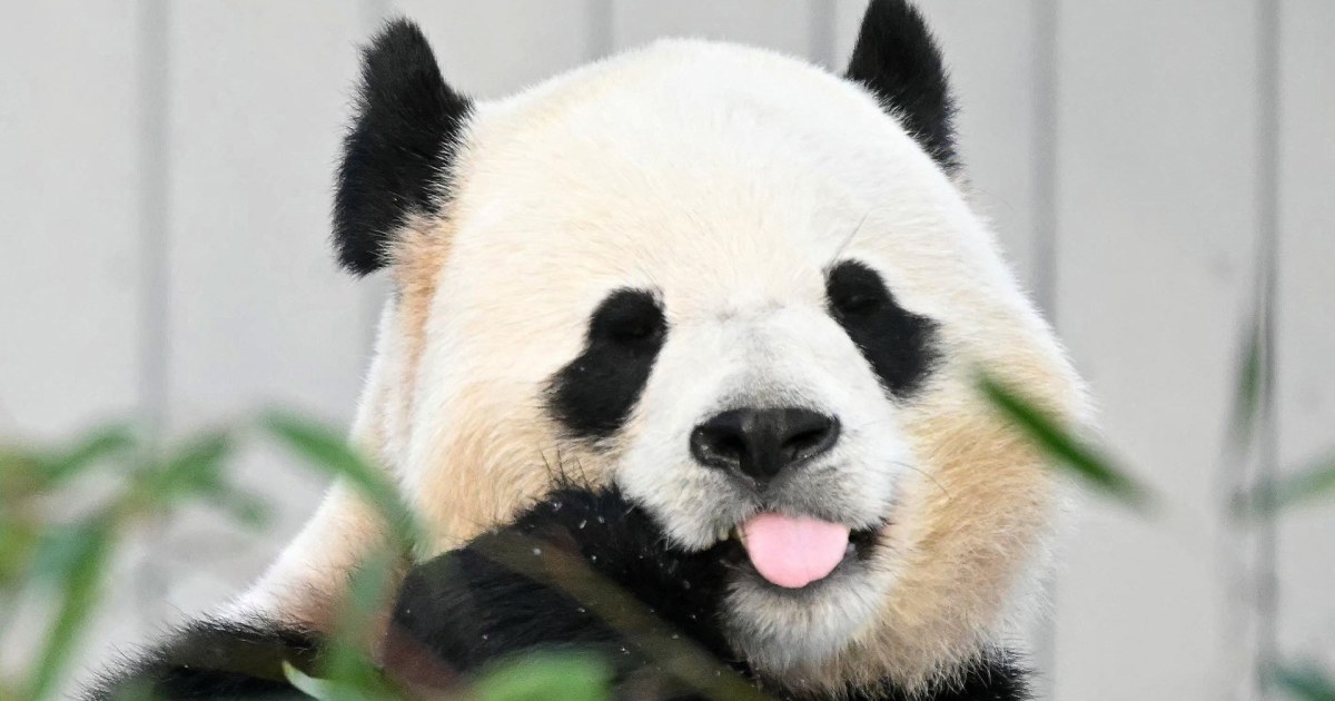 Giant panda bears make their long-awaited debut at National Zoo