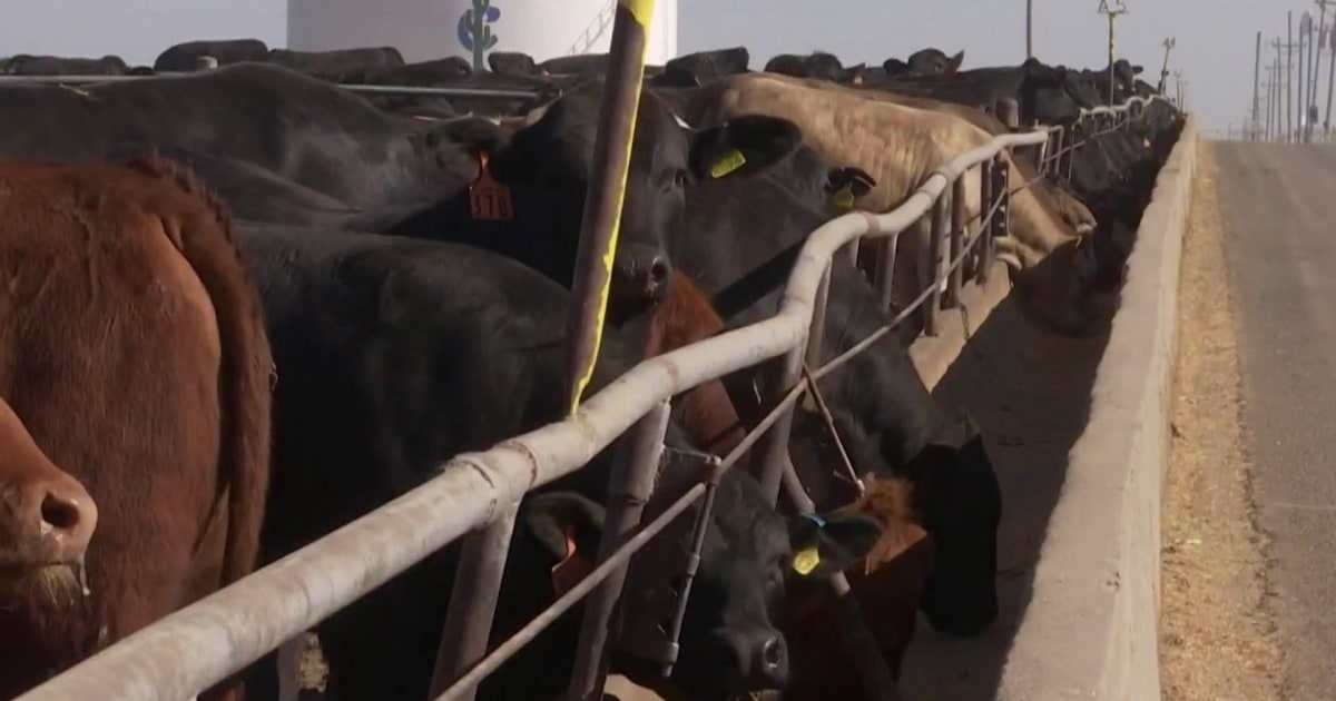 USDA detects second bird flu strain in dairy cattle