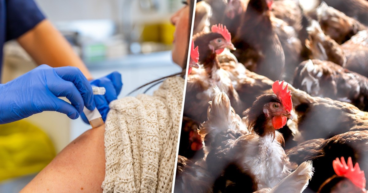 What you need to know about rising flu cases and bird flu concerns