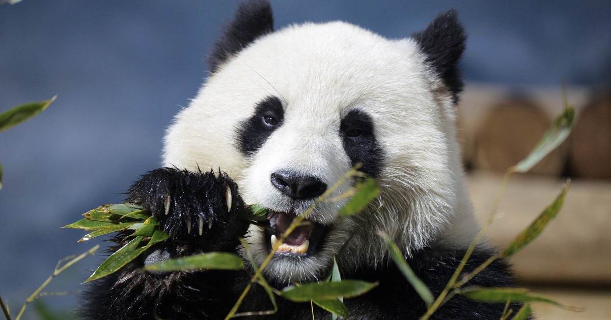 Could more pandas join Bao Li and Qing Bao in the US?