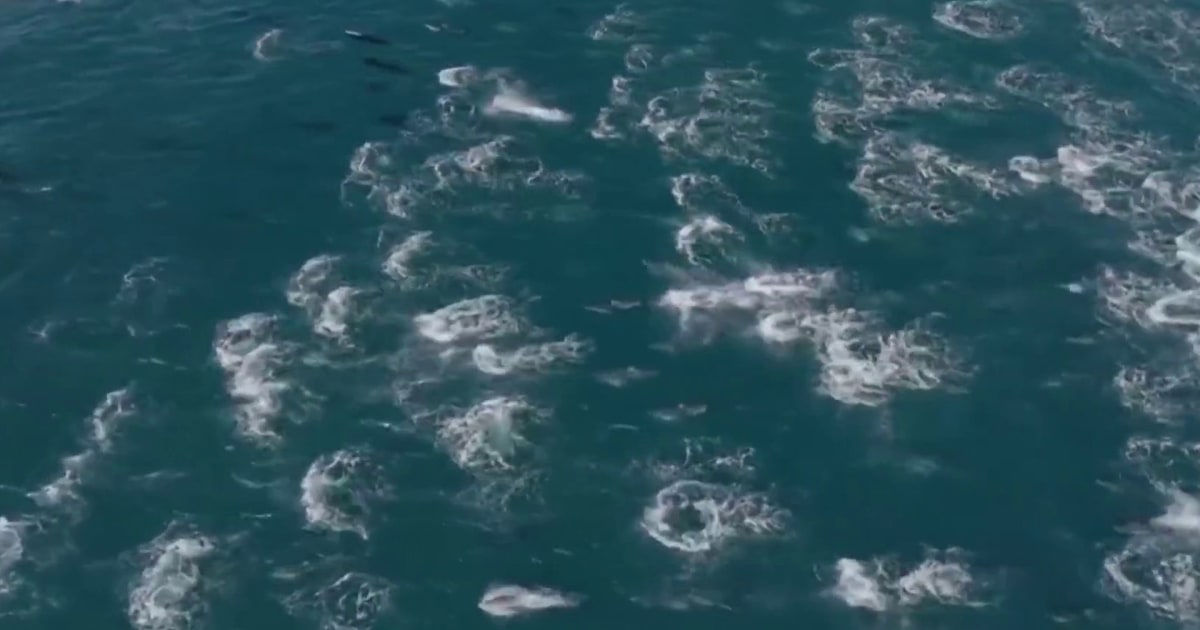 See rare group of 2,000 dolphins in Monterey Bay, California