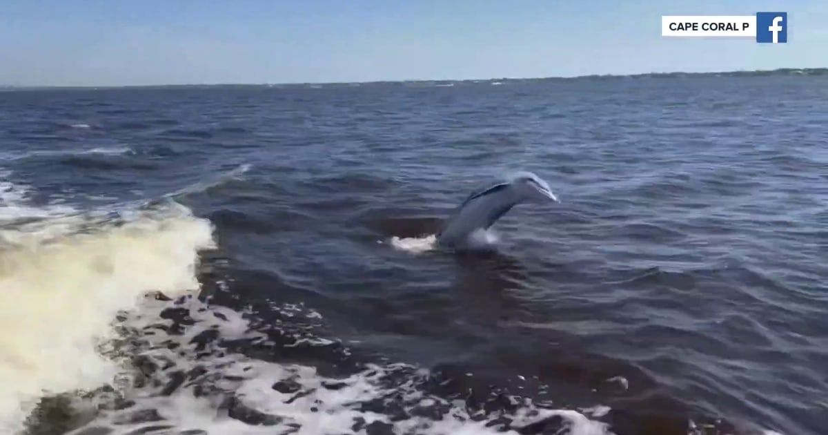 Watch: Dolphin follows police boat in high-speed chase