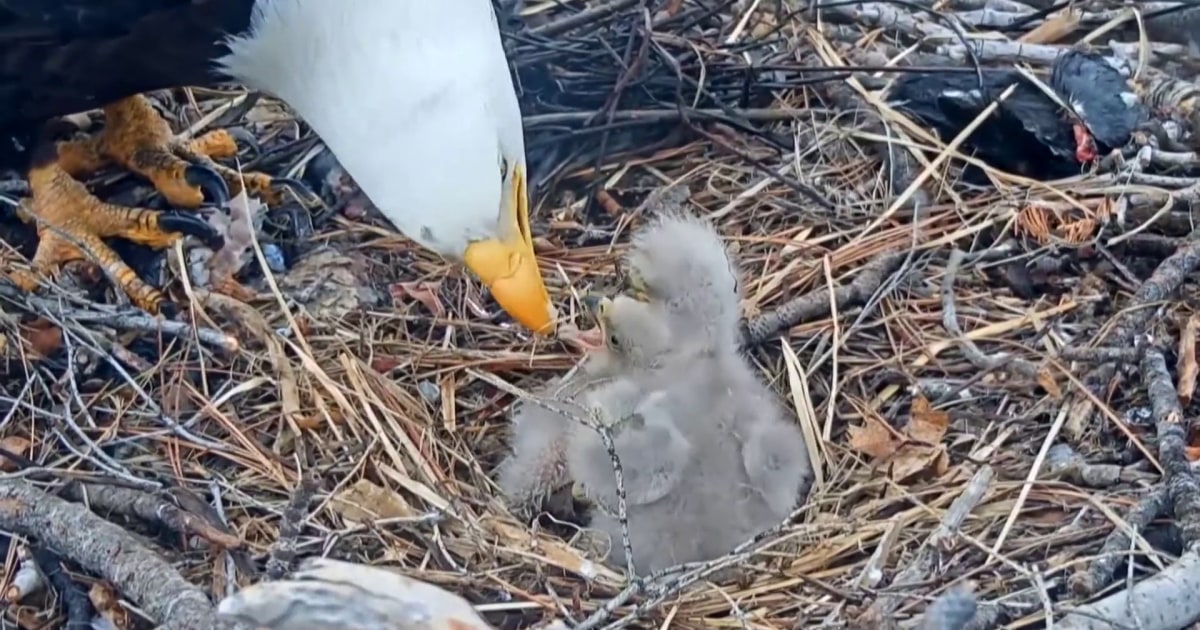 Here's how you can help name the viral bald eagle chicks
