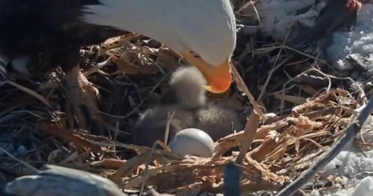 eagle eggs hatching