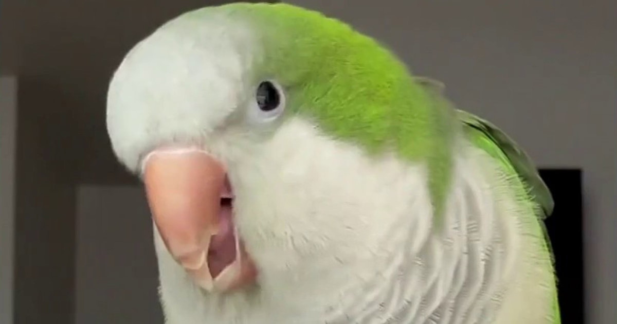 Hear parrot sing (err, chirp) to the tune of ‘Baby Shark’